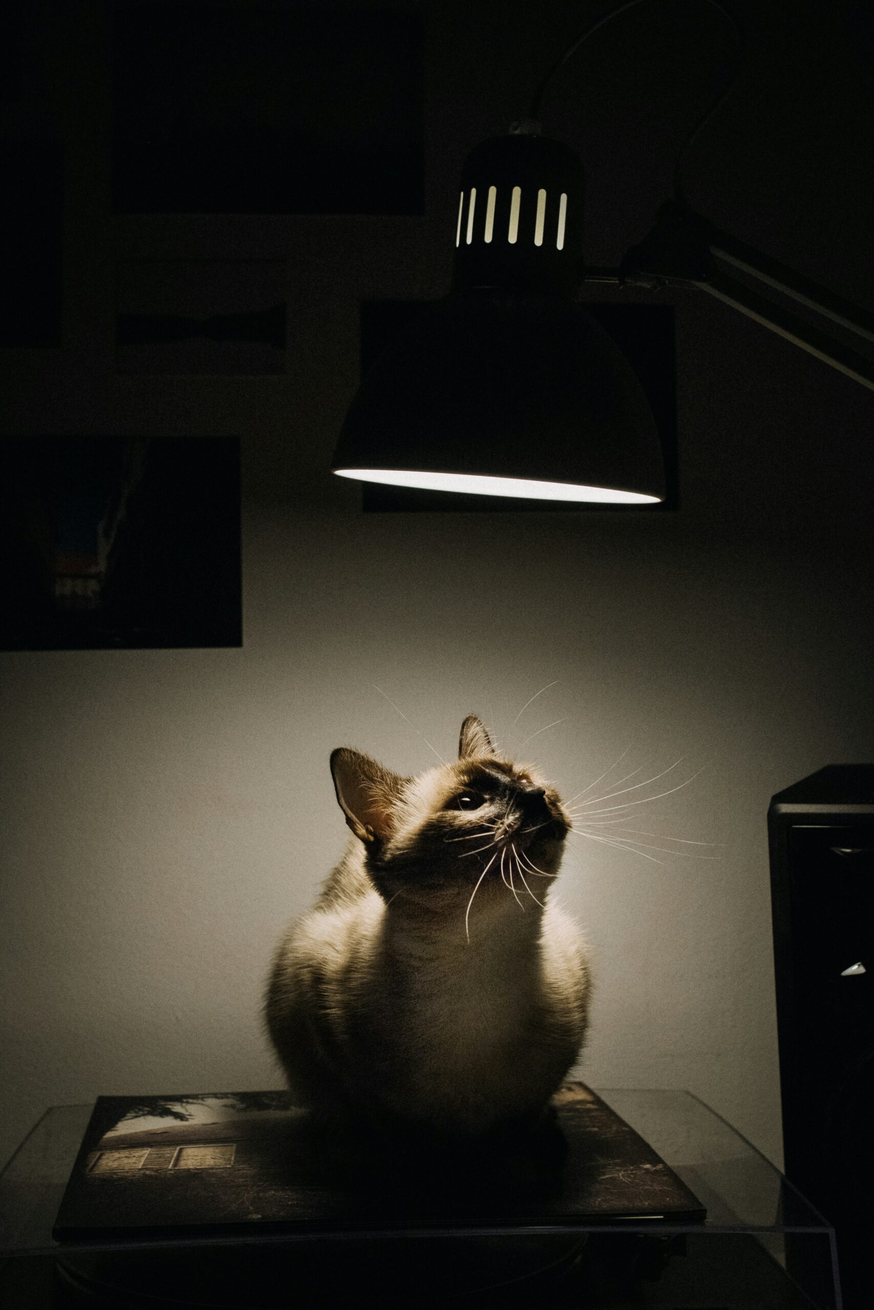 Turntable cat | SlickDiscs